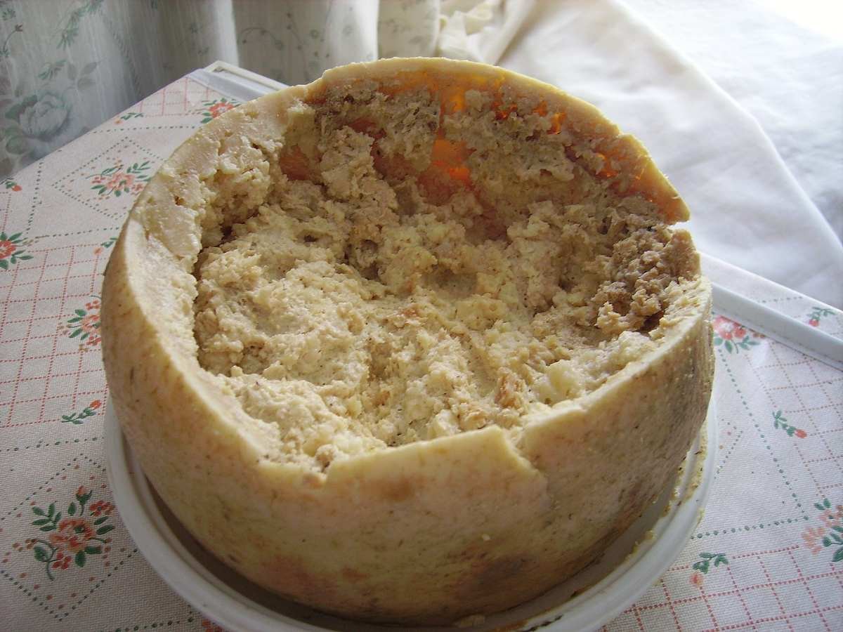 Casu Marzu: The Dangerous Italian Maggot Cheese – FoodWiki