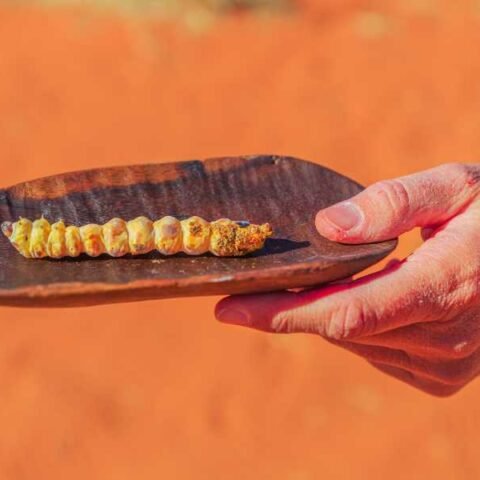 Australian Witchetty Grub Recipe – FoodWiki